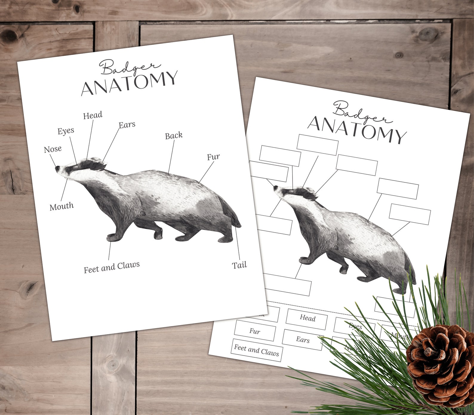 BADGER Anatomy Poster and Labeling Activity Homeschool - Etsy