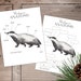 BADGER Anatomy, Poster and Labeling Activity, Homeschool, Instant ...