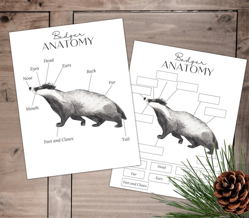 BADGER Anatomy Poster and Labeling Activity Homeschool - Etsy