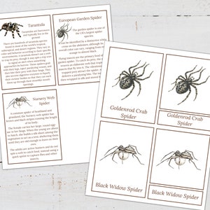 SPIDERS Mini Poster, Fact Cards and 3 Part Cards, Nature, Digital DIY ...