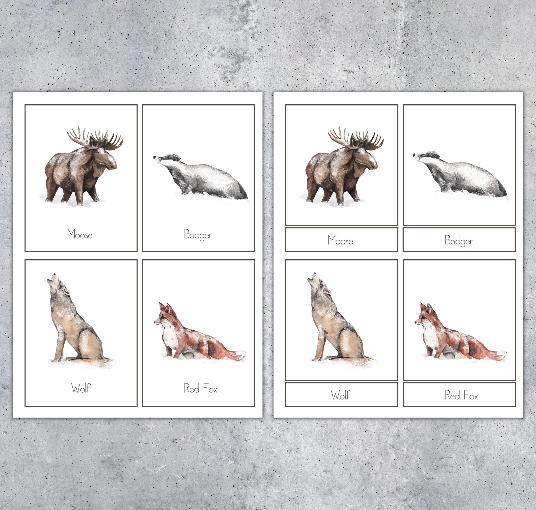 WINTER FOREST Animals Montessori 3 Part Cards. Preschool Vocabulary ...