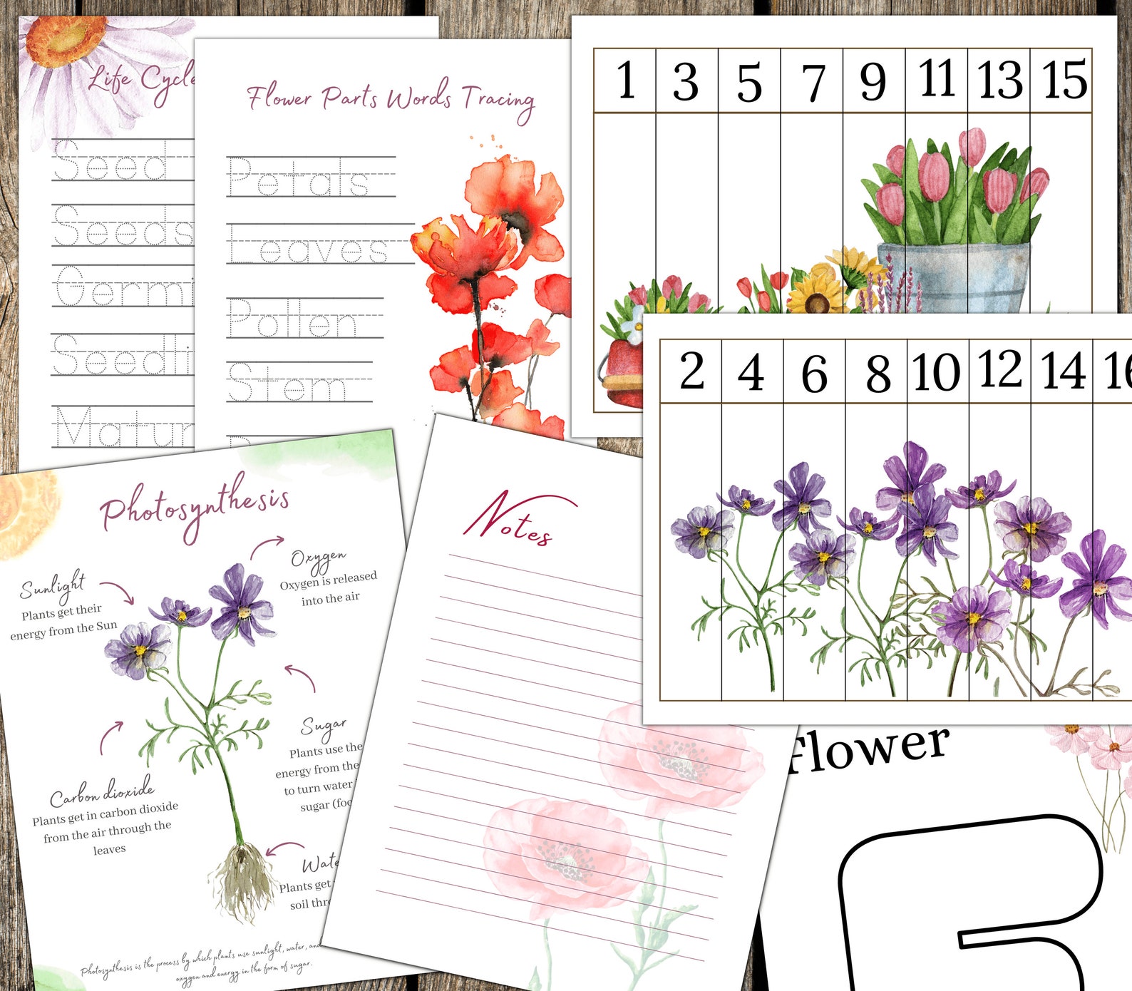 FLOWERS Mini Study Unit Life Cycle Anatomy Science - Etsy