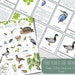 Pond Life Unit Study: Animals, Plants, Ecosystem (instant Download) - Etsy