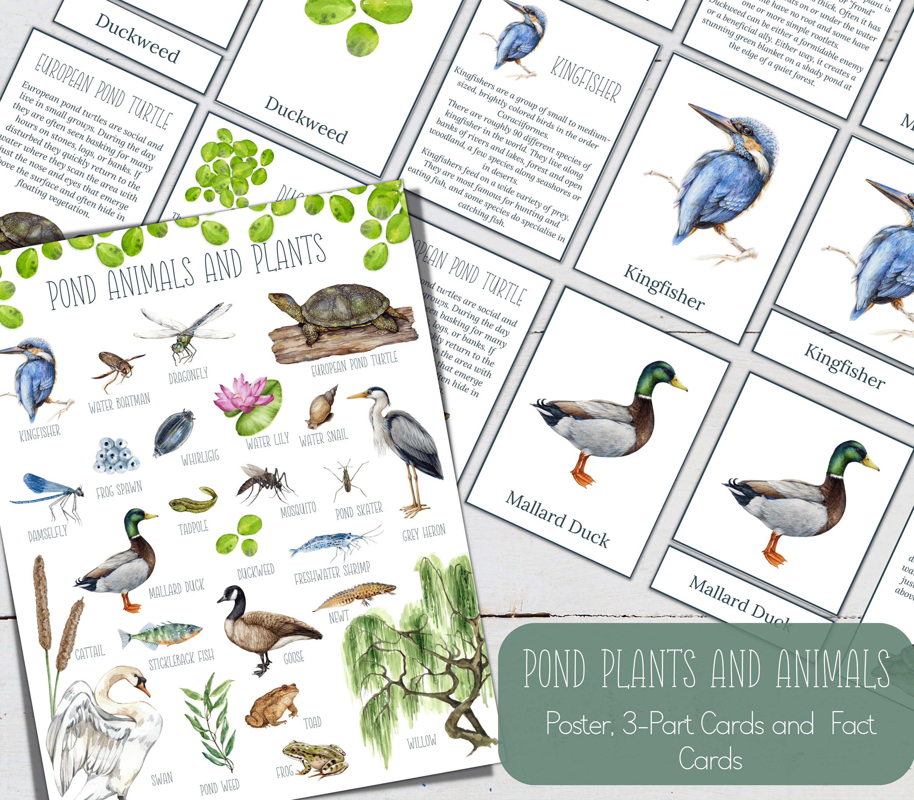 Pond Life Unit Study: Animals, Plants, Ecosystem (instant Download) - Etsy