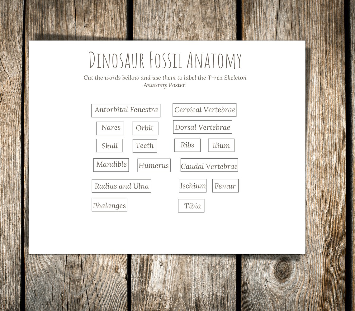 DINOSAUR Anatomy Poster and Labeling Activity Homeschool - Etsy