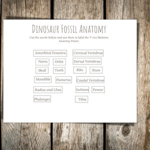 DINOSAUR Anatomy, Poster and Labeling Activity, Homeschool, Instant ...