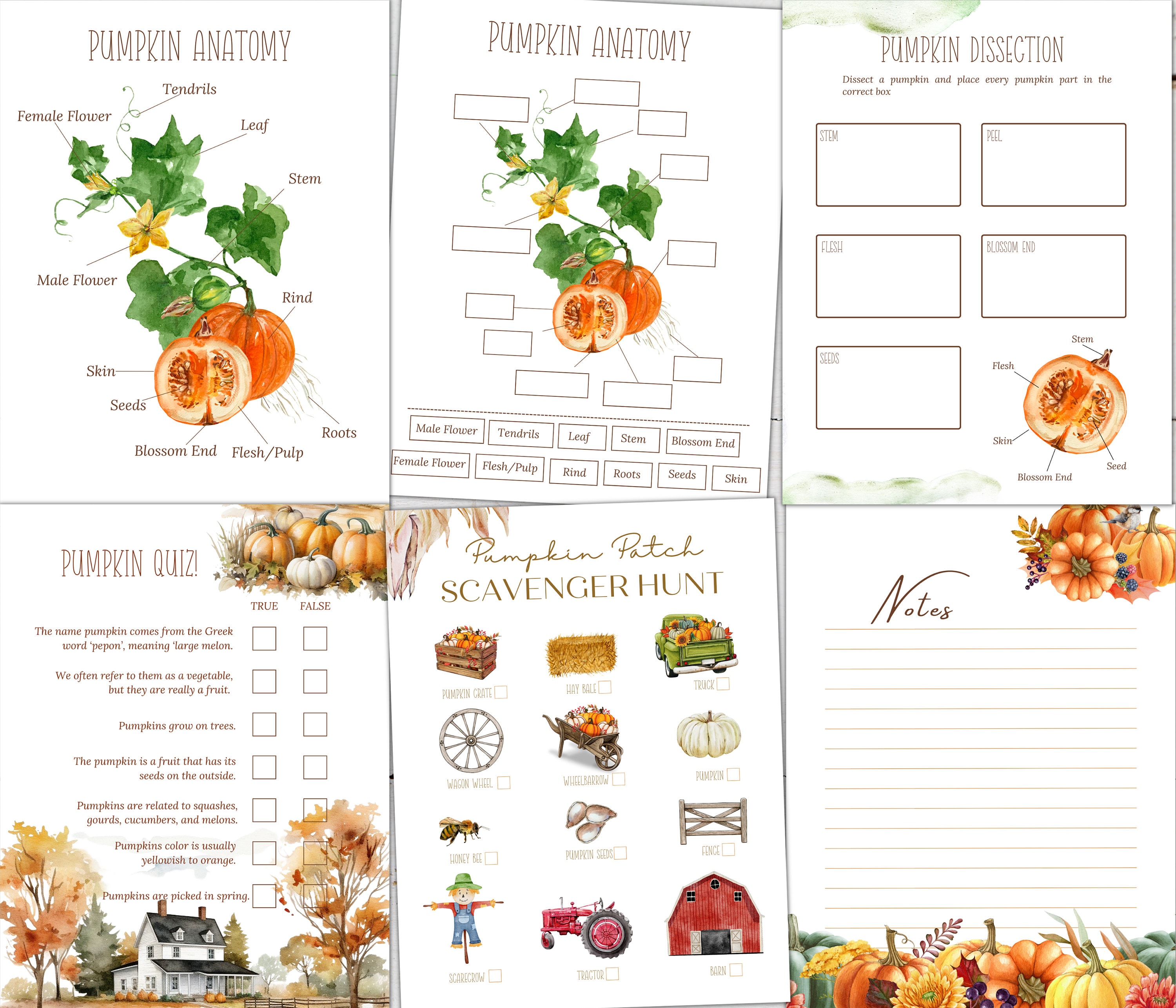 PUMPKIN Unit Study, Life Cycle, Anatomy, Nature Study, Science ...