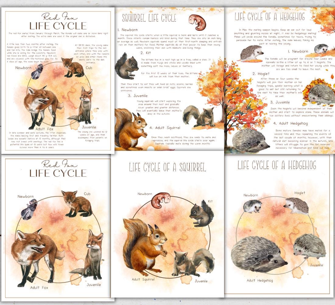 Autumn in the Forest Unit Study: Nature Study and Activities, Instant ...
