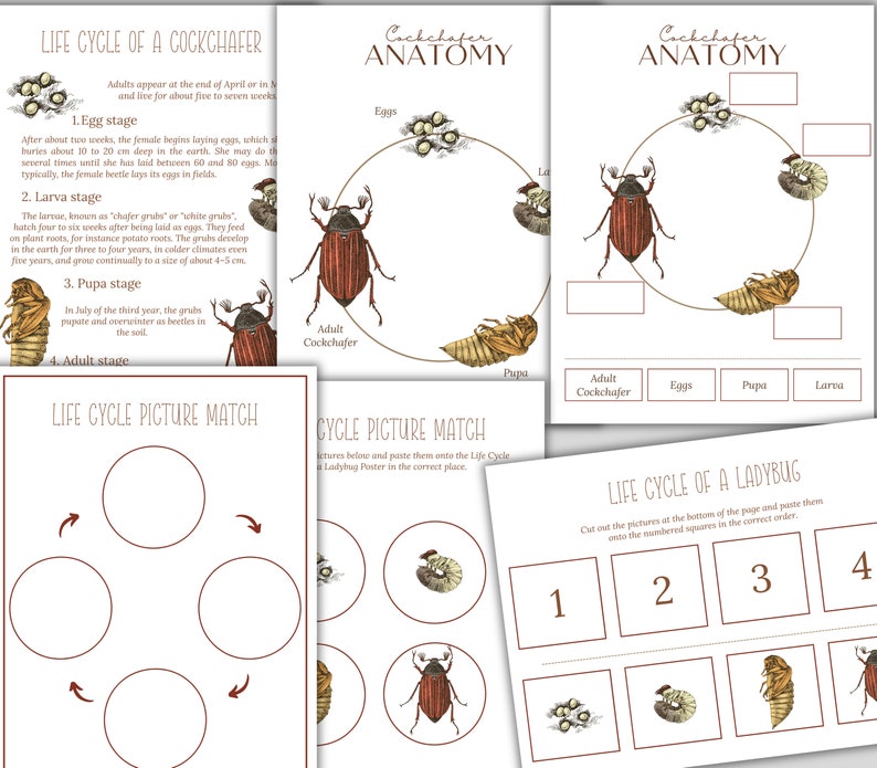 Cockchafer Unit Study: Life Cycle & Anatomy (homeschool Printable) - Etsy