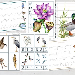POND Unit Study, Animals and Plants Unit, Life Cycle, Anatomy, Nature ...