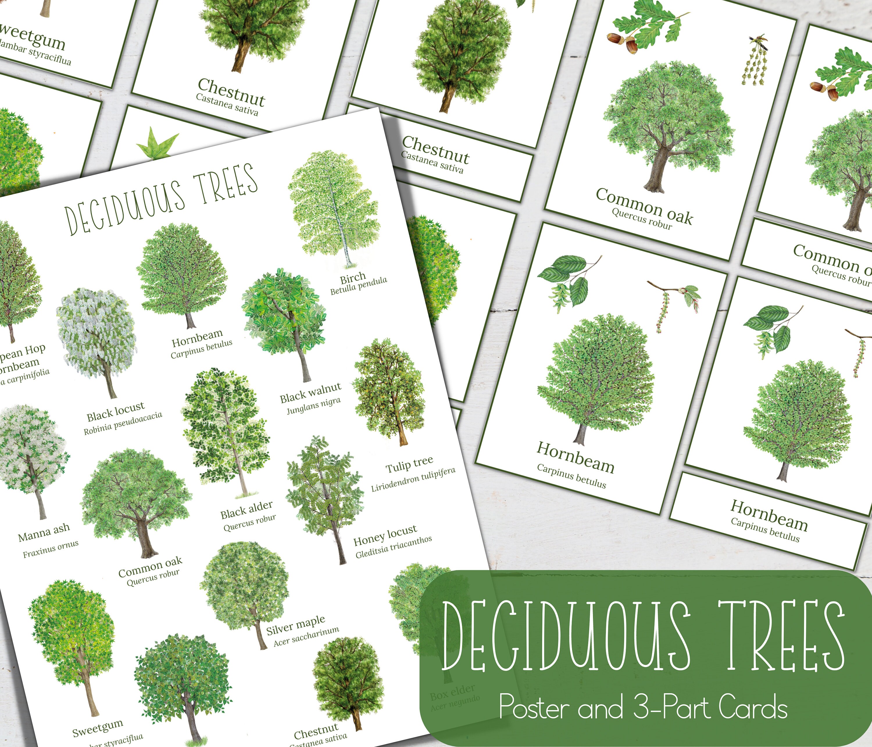 DECIDUOUS TREES Unit Study, Life Cycle, Anatomy, Nature Study, Science ...