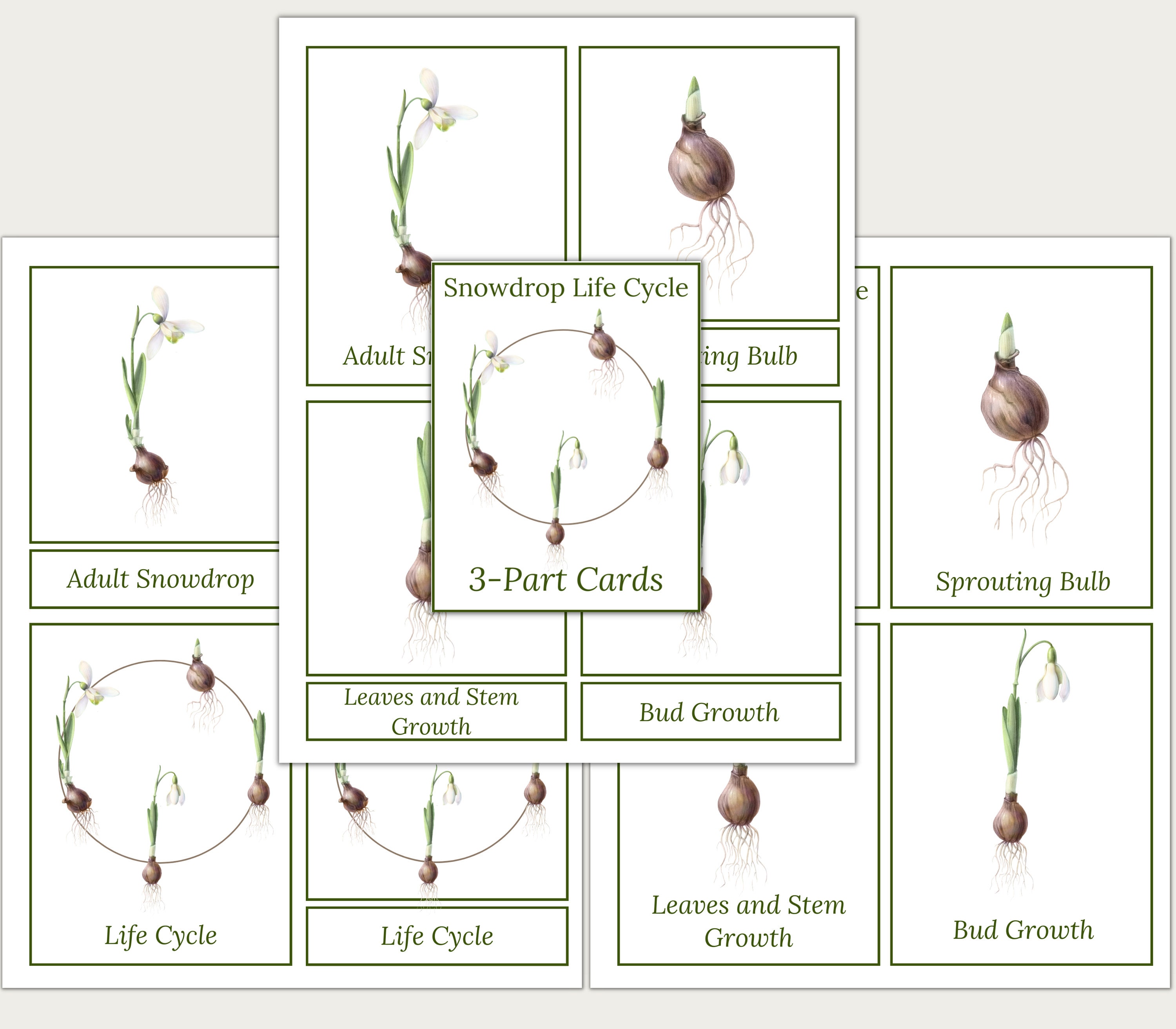 SNOWDROP Unit Study Life Cycle Anatomy Nature Study - Etsy UK