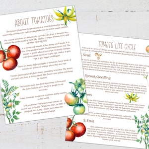 TOMATO Unit Study, Life Cycle, Anatomy, Nature Study, Science ...
