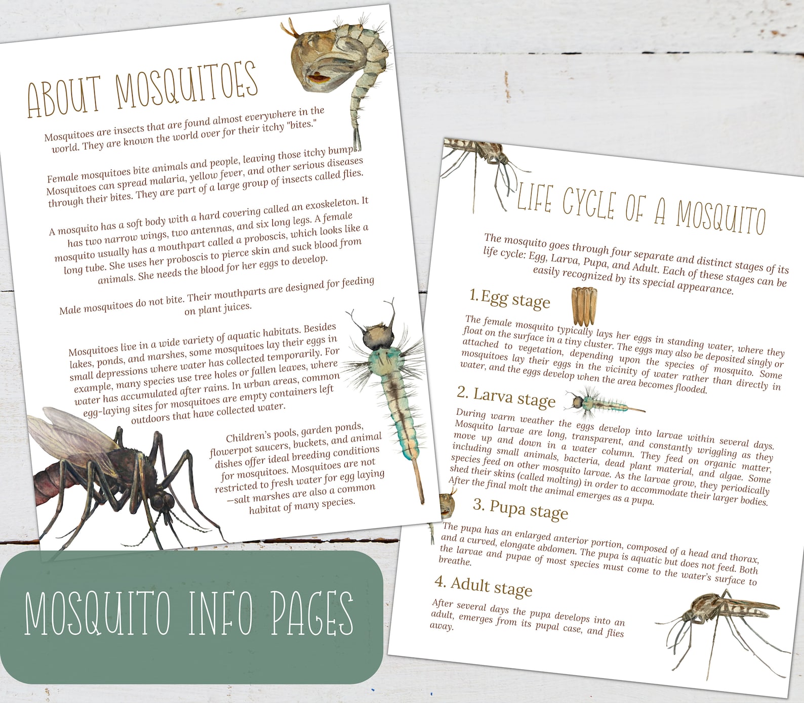 Mosquito Unit Study: Life Cycle, Anatomy, Homeschool Printable (INSTANT ...