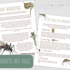Mosquito Unit Study: Life Cycle, Anatomy, Homeschool Printable (INSTANT ...