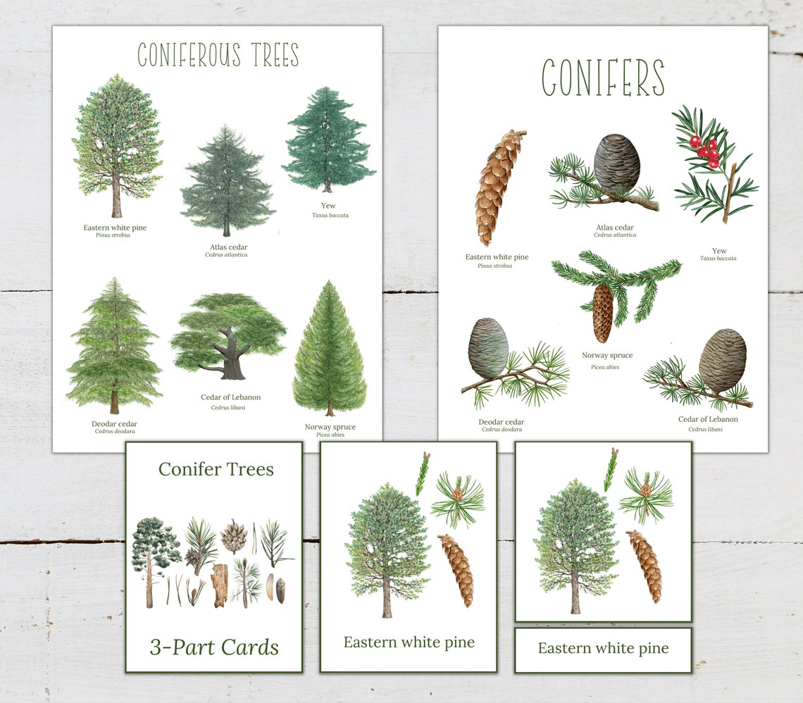 Trees Unit Study Bundle: Deciduous, Coniferous, Oak (instant Download ...