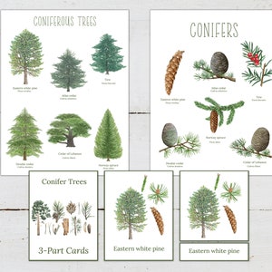 3 TREE UNITS BUNDLE, Deciduous Trees Unit, Coniferous Trees Unit, Oak ...