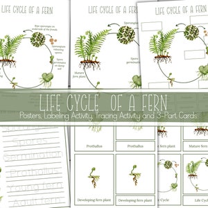 FERNS Unit Study, Life Cycle, Anatomy, Nature Study, Science ...