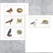 BIRDS and Their NESTS Flashcards and Matching Activity, Instant ...