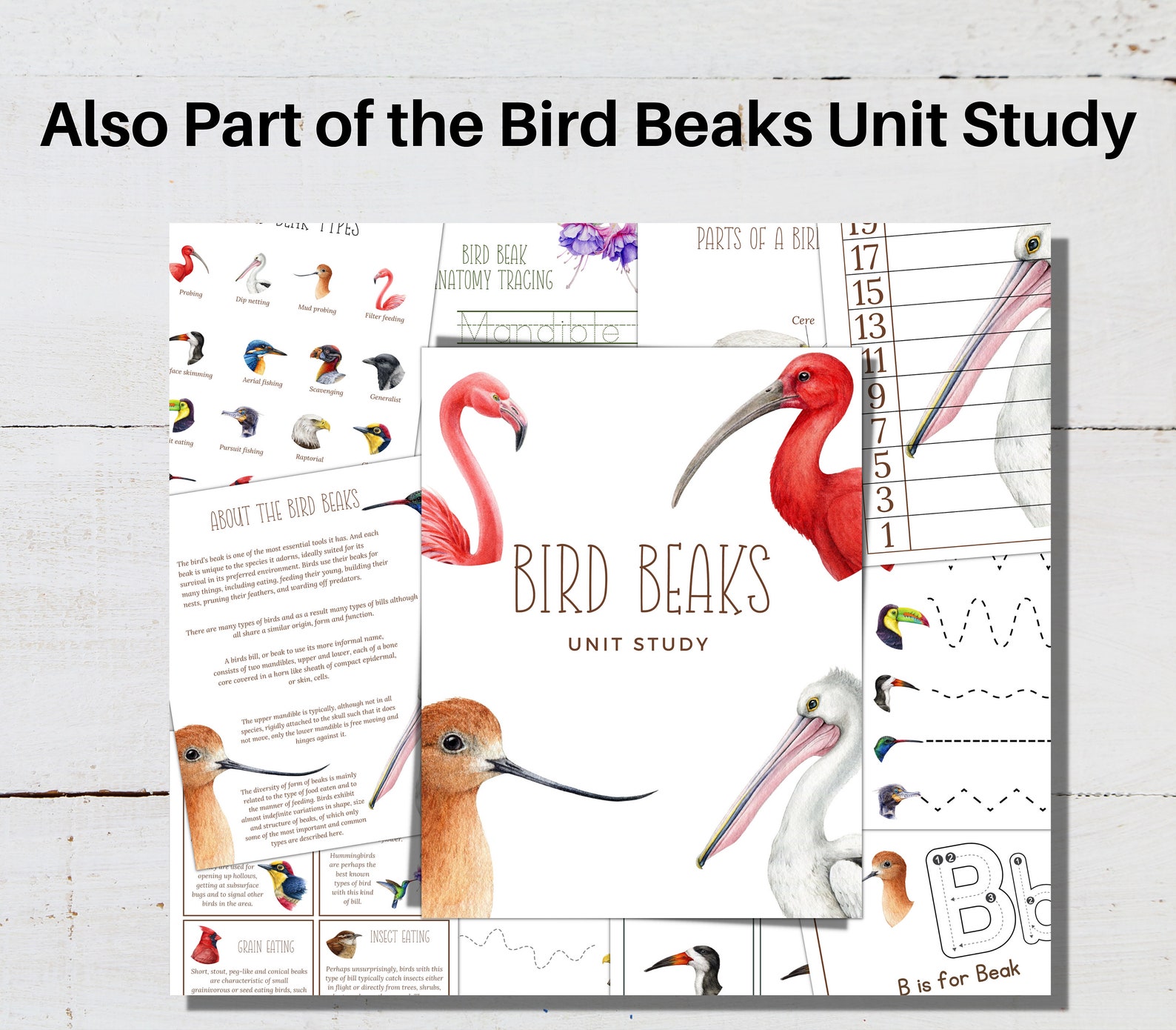 BIRD BEAKS Poster, Fact Cards and 3-part Cards, Homeschool, INSTANT ...