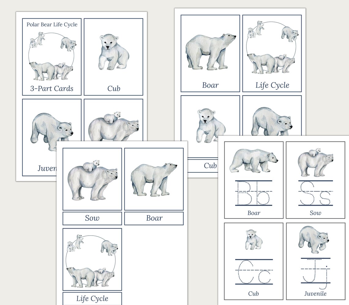 Polar Bear Unit Study: Life Cycle, Anatomy, Homeschool Printable ...