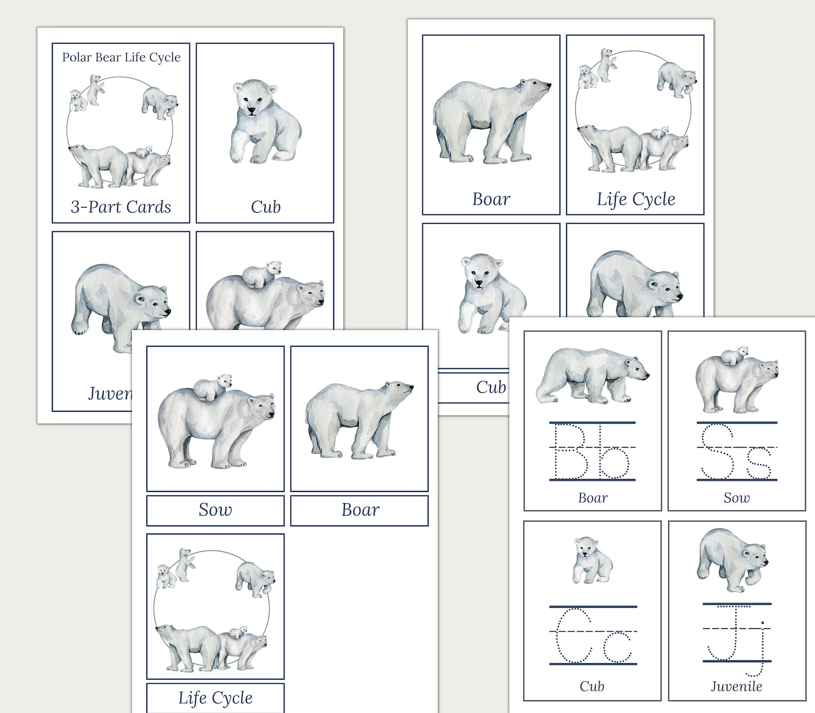POLAR Bear Unit Study, Life Cycle, Anatomy, Nature Study, Science ...