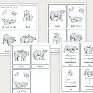 POLAR Bear Unit Study, Life Cycle, Anatomy, Nature Study, Science ...