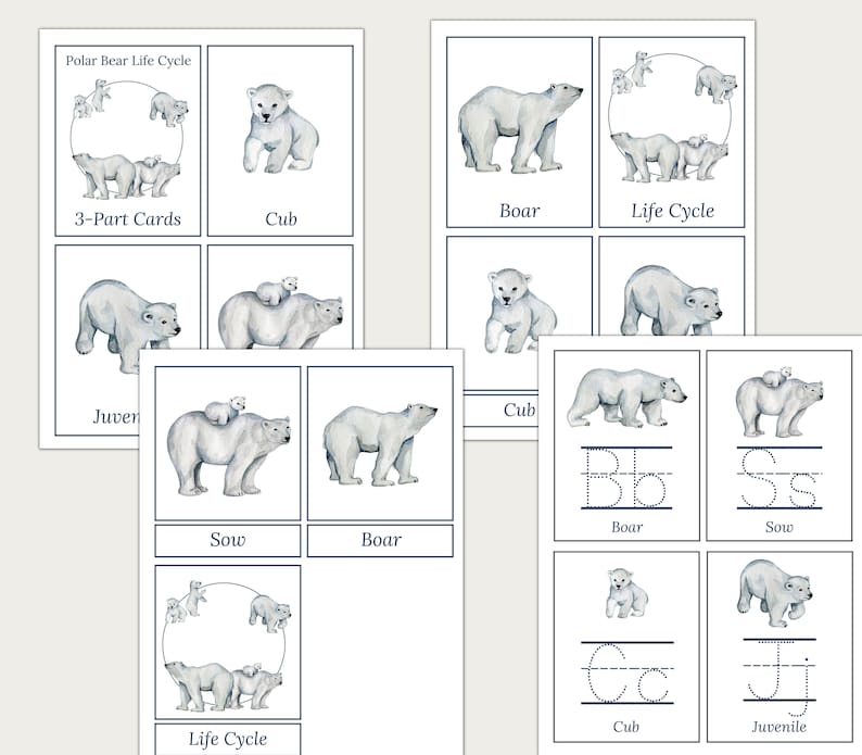 POLAR Bear Unit Study Life Cycle Anatomy Nature Study - Etsy