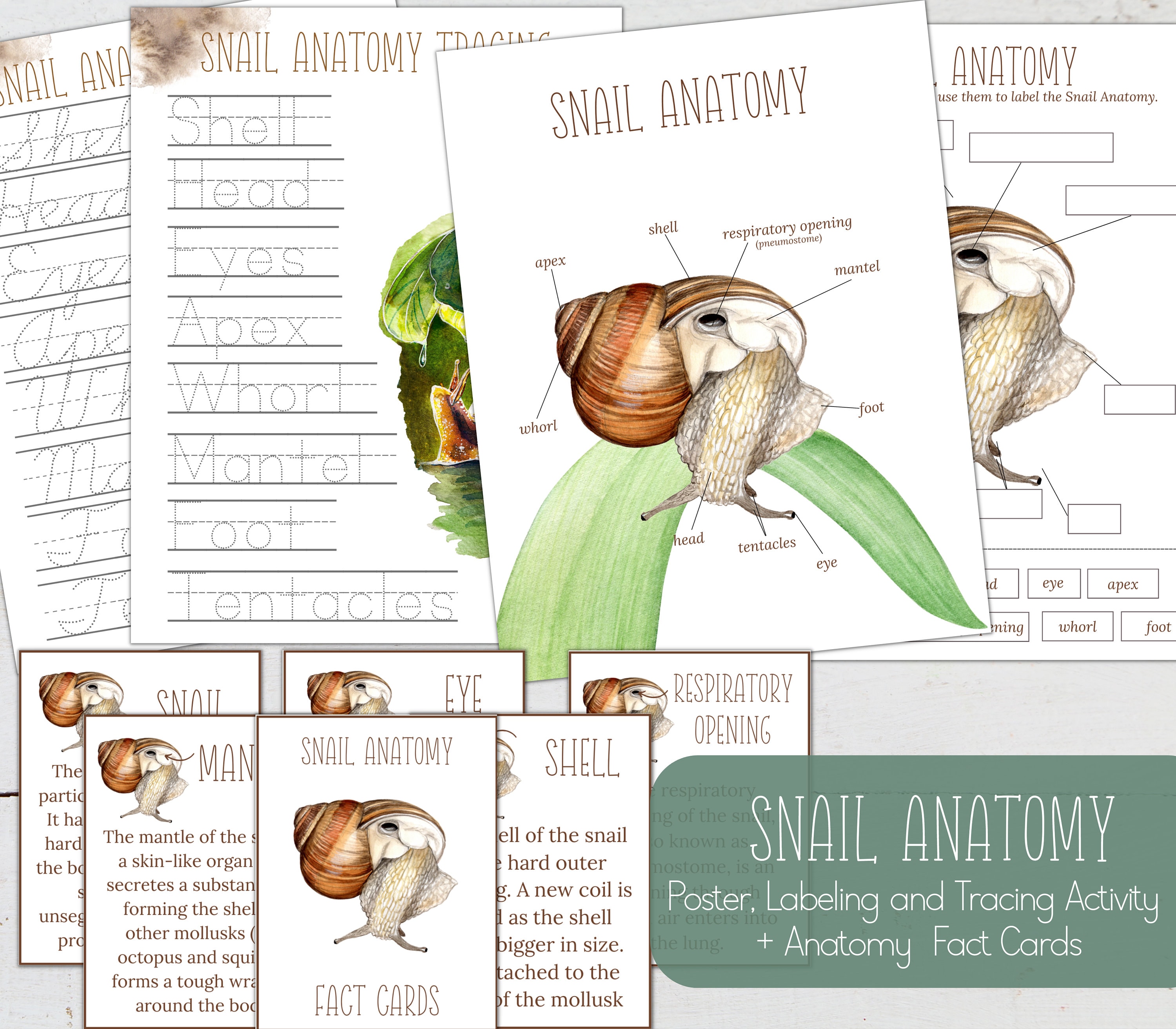 SNAIL Anatomy Poster Fact Cards Labeling and Tracing - Etsy UK
