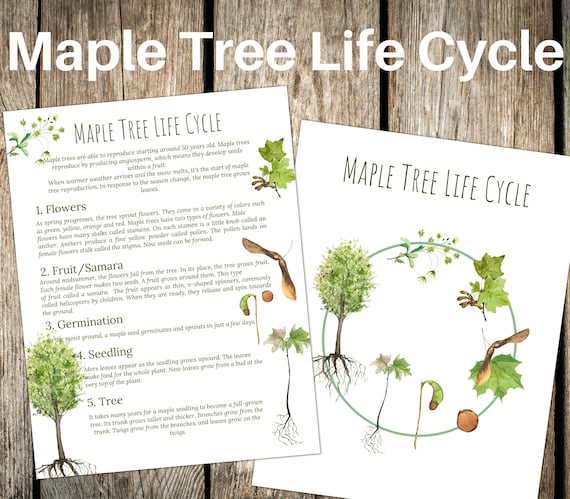 Maple Tree Life Cycle