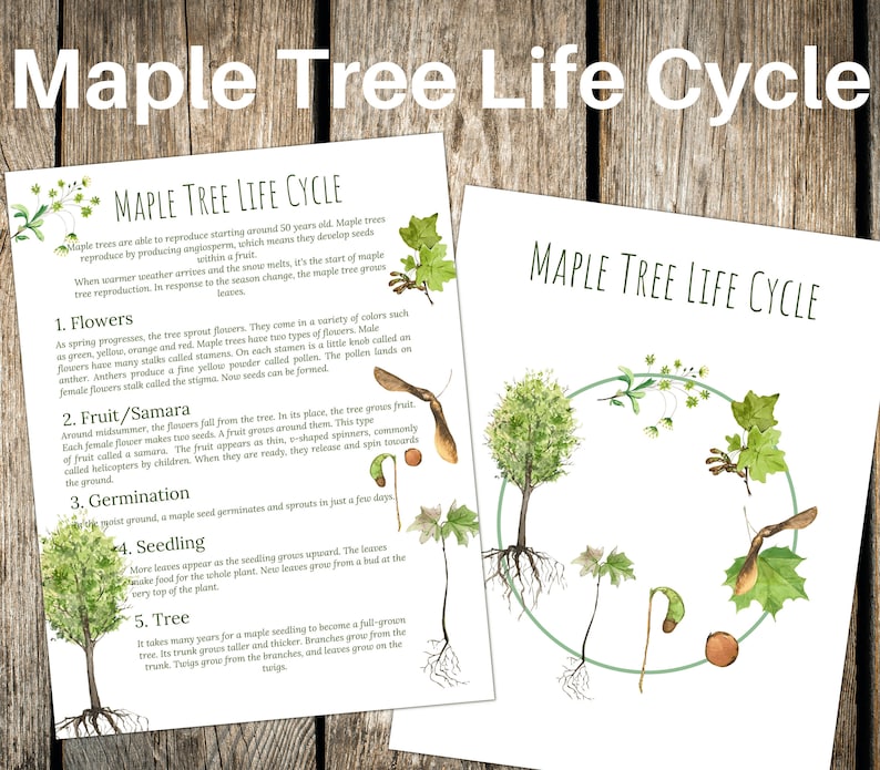 MAPLE TREE Life Cycle, Nature Study, Homeschool Printable, Instant ...