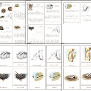 BIRD NESTS Unit Study, Nature Study, Science, Handwriting, Homeschool ...