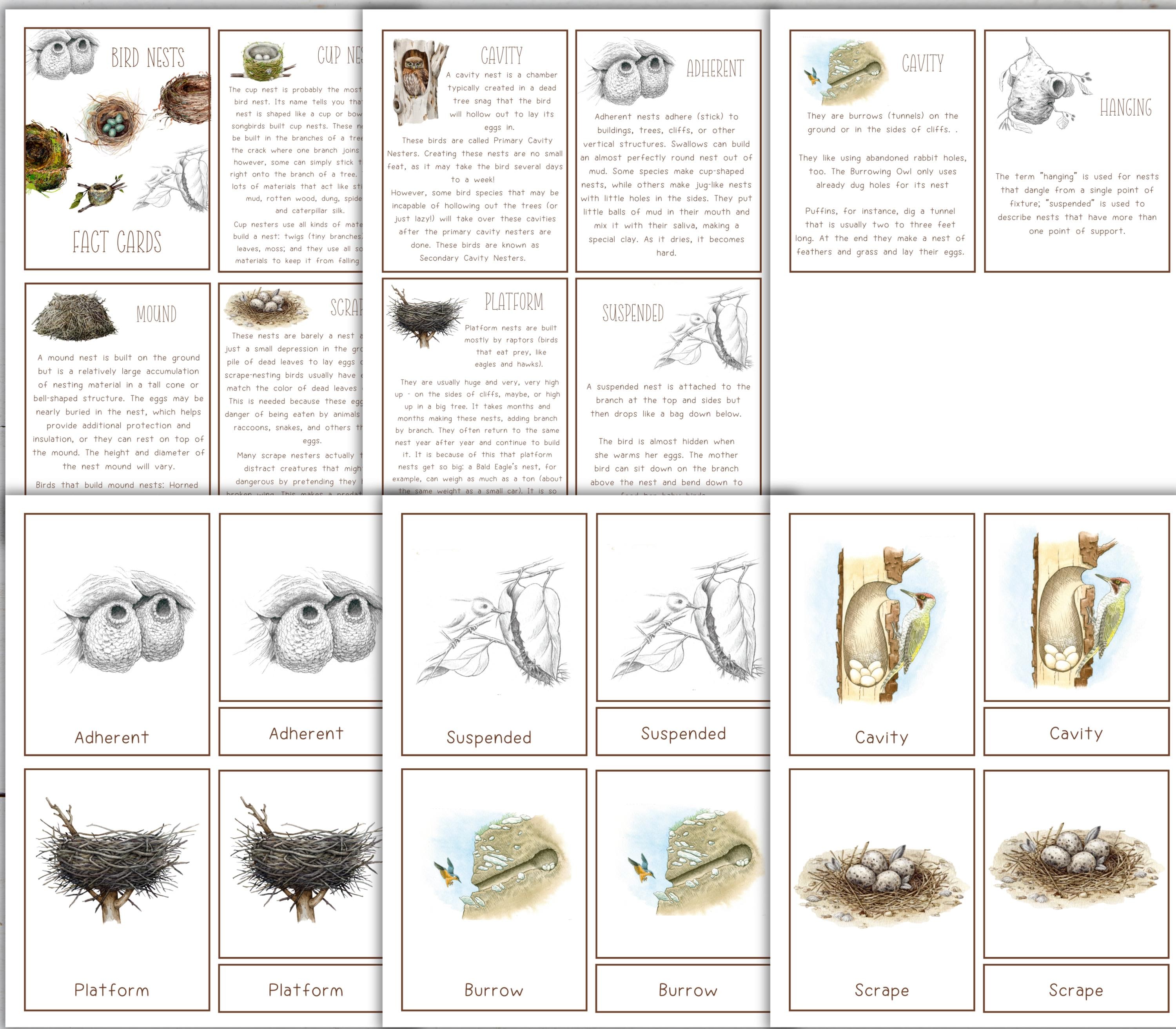 BIRD NESTS Unit Study, Nature Study, Science, Handwriting, Homeschool ...