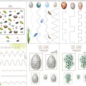 EGG Unit Study, Oviparous Animals, Life Cycle, Anatomy, Nature Study ...