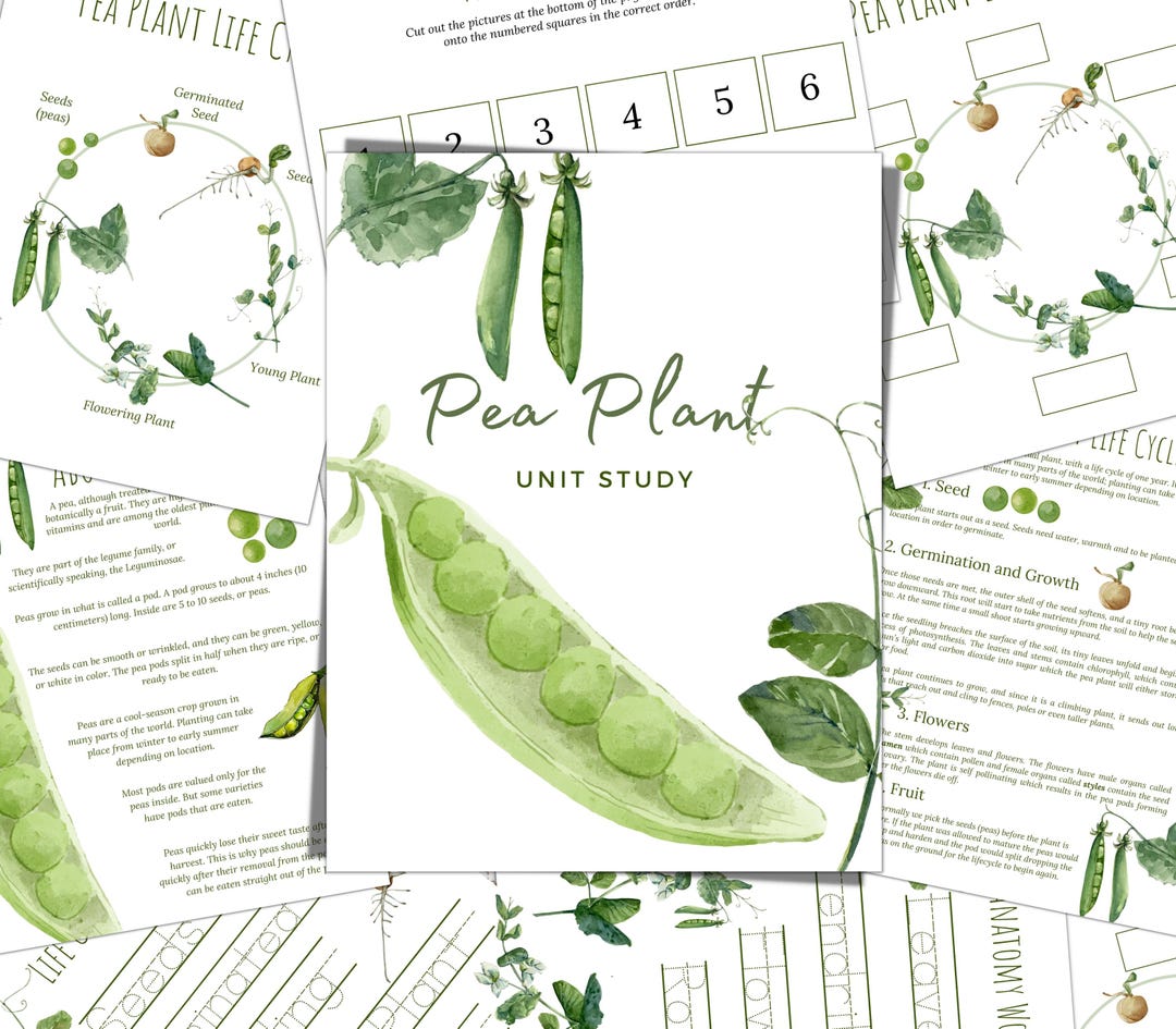 Pea Plant Unit Study: Life Cycle, Anatomy, Homeschool (instant Download ...