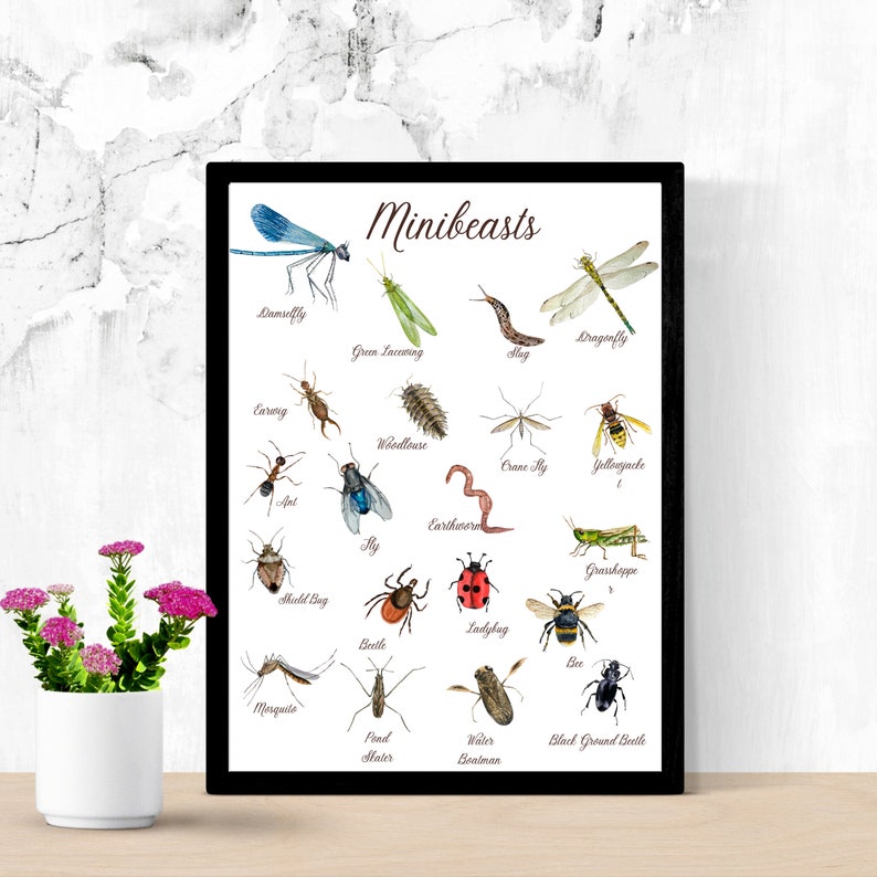 Minibeast 3 Part Cards and Miniposter Bugs Insects Nature - Etsy