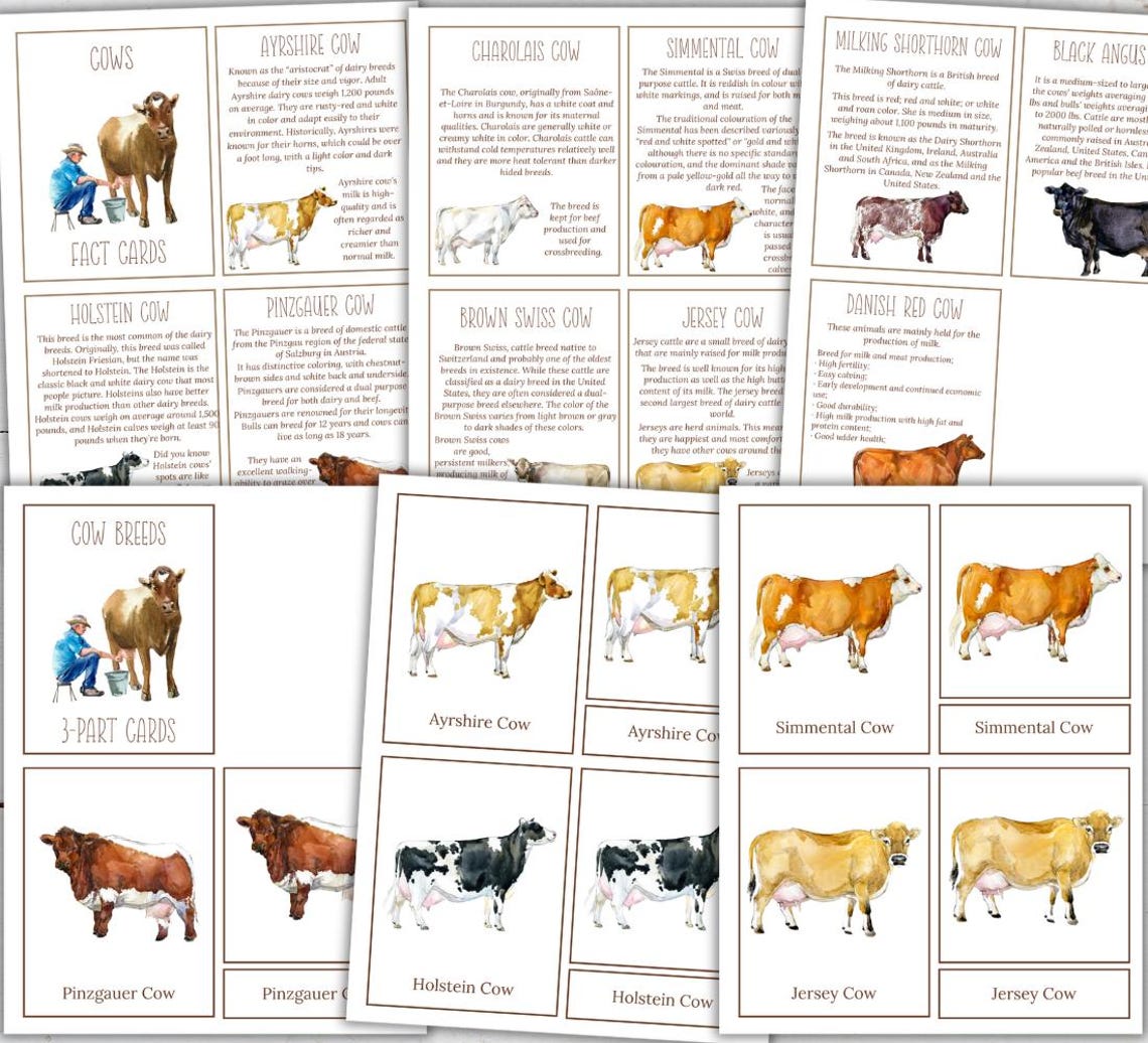 Cows Unit Study: Cattle Life Cycle, Anatomy (homeschool Printable) - Etsy