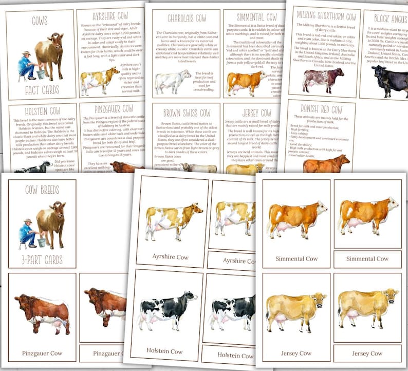 Cows Unit Study: Cattle Life Cycle, Anatomy (homeschool Printable) - Etsy
