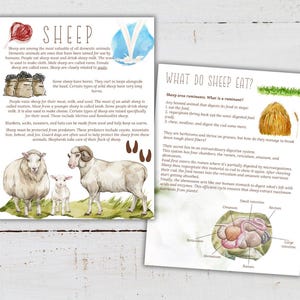 Sheep Unit Study: Life Cycle, Anatomy, Farm Activities (homeschool ...