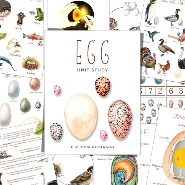 Animal Eggs Learning - Etsy