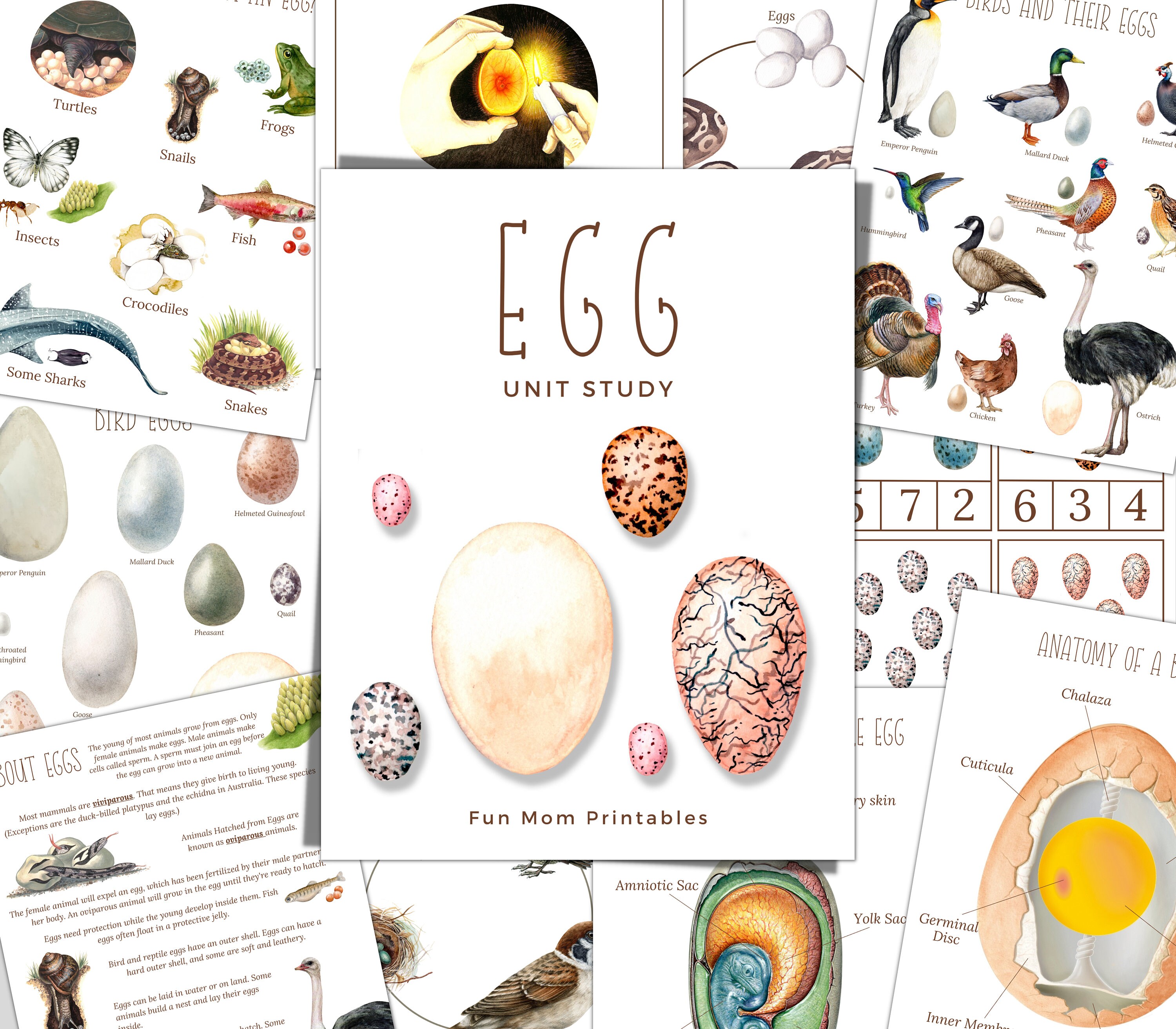 Egg Laying Animals Chart