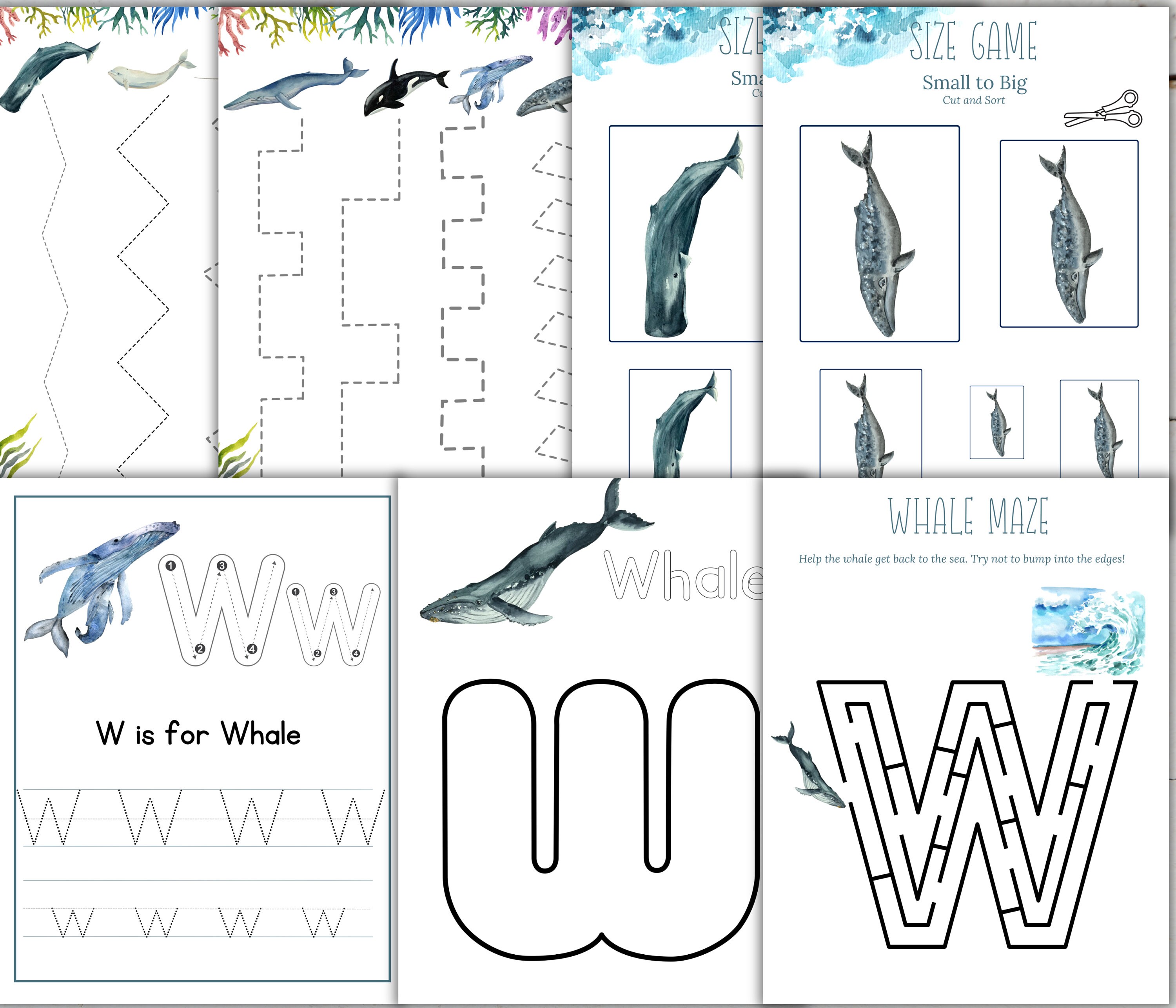 Whales Unit Study: Anatomy, Life Cycle, Homeschool Printable (instant ...