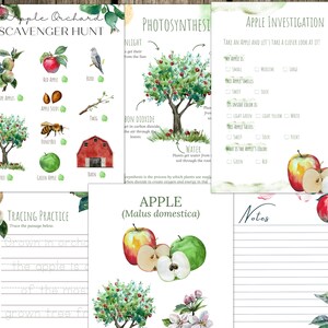APPLE Unit Study Life Cycle Anatomy Nature Study Science - Etsy