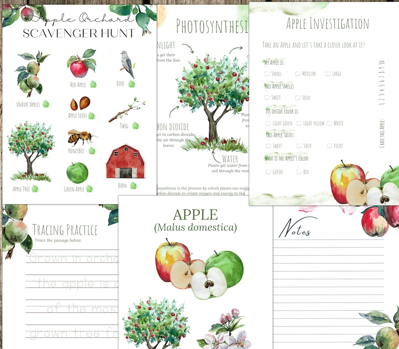 APPLE Unit Study Life Cycle Anatomy Nature Study Science - Etsy
