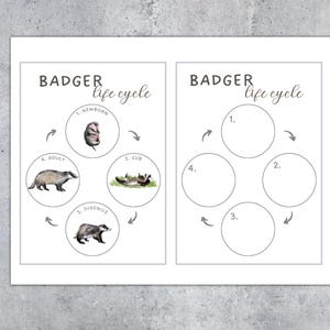 Fauna Life Cycle Printable 5x7" Flashcards and Matching Worksheets (5x7 ...