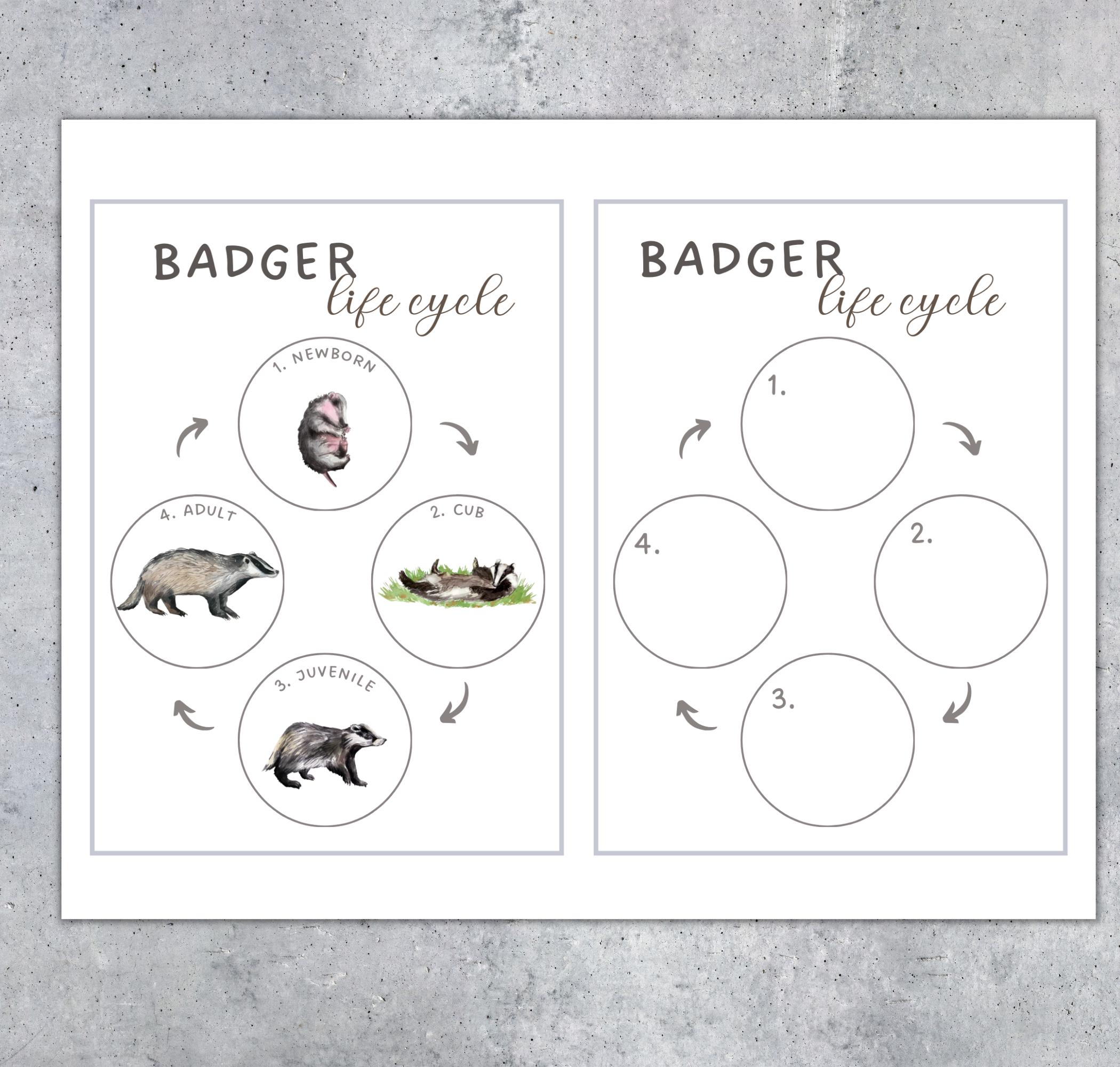 Fauna Life Cycle Printable 5x7" Flashcards and Matching Worksheets (5x7 ...