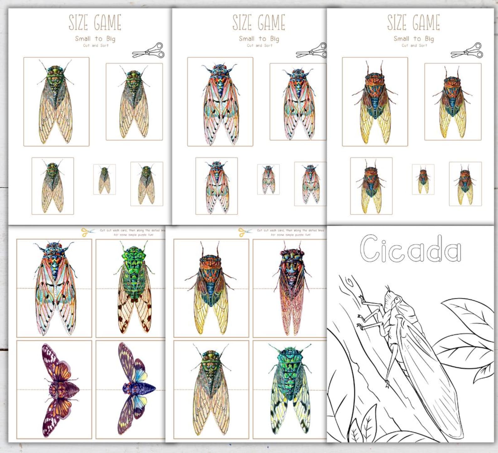 Cicada Life Cycle Unit Study: Anatomy, Homeschool Printable (instant ...