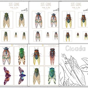 Cicada Life Cycle Unit Study: Anatomy, Homeschool Printable (instant ...