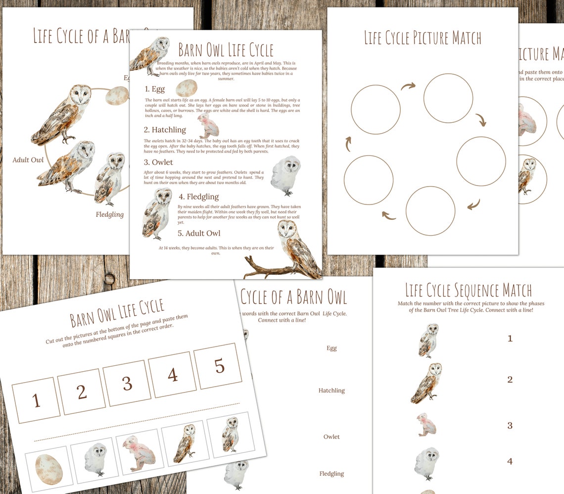OWLS Unit Study Life Cycle Anatomy Nature Study Science - Etsy