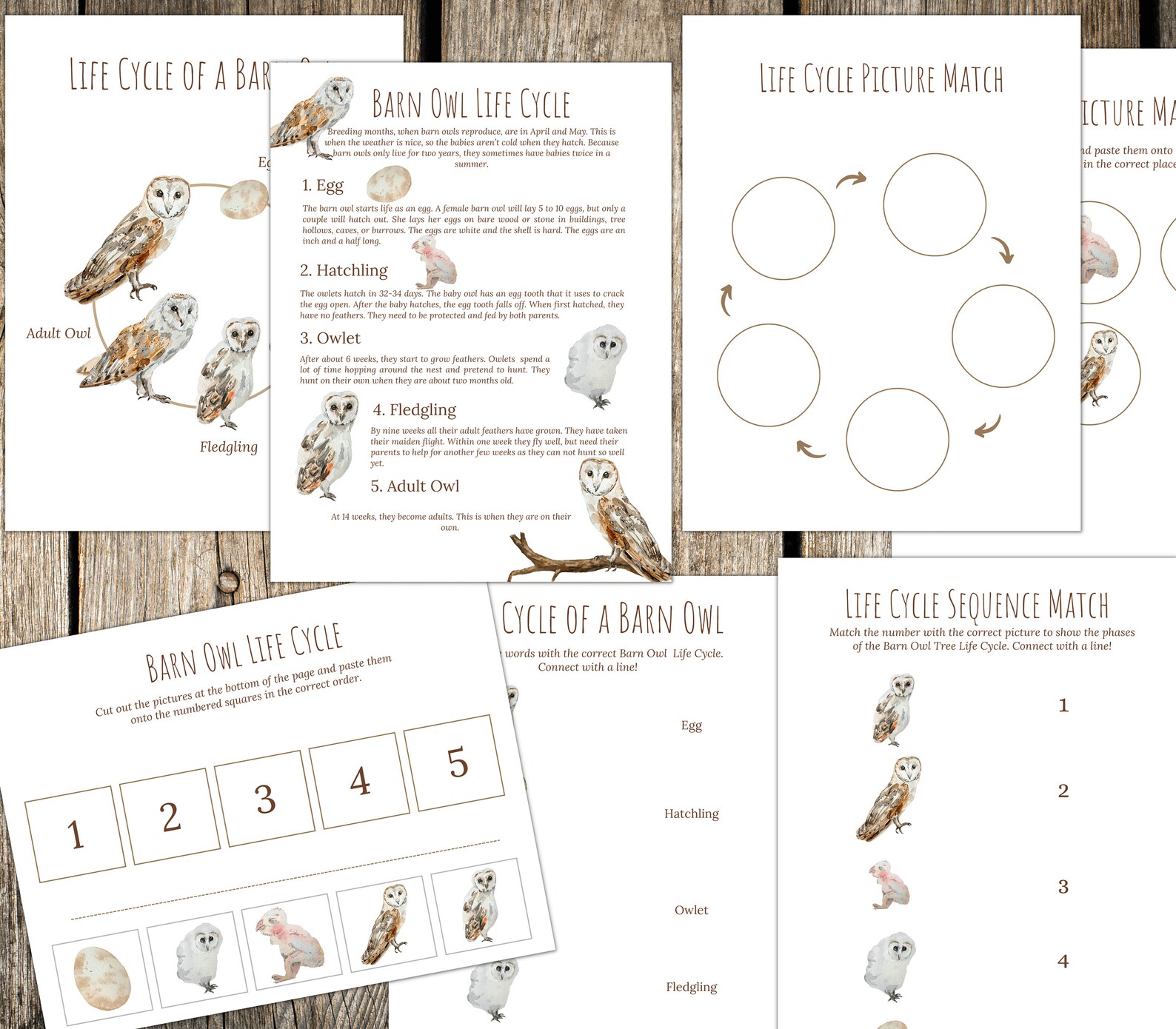 OWLS Unit Study Life Cycle Anatomy Nature Study Science - Etsy